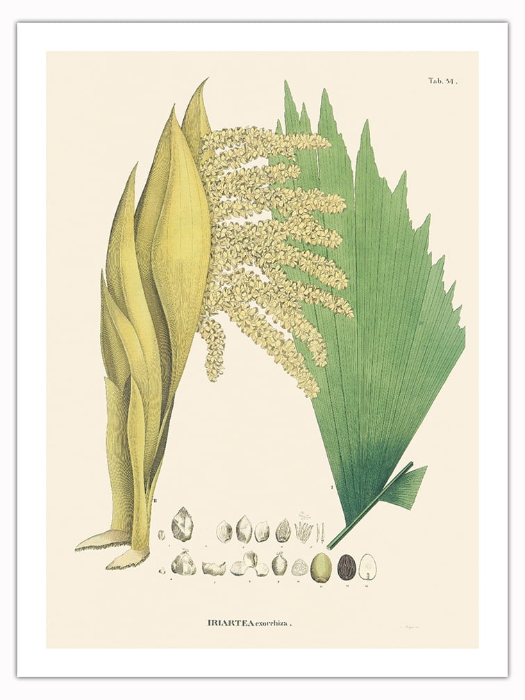 Walking Palm Tree (Socratea exorrhiza) - Vintage Botanical Illustration ...
