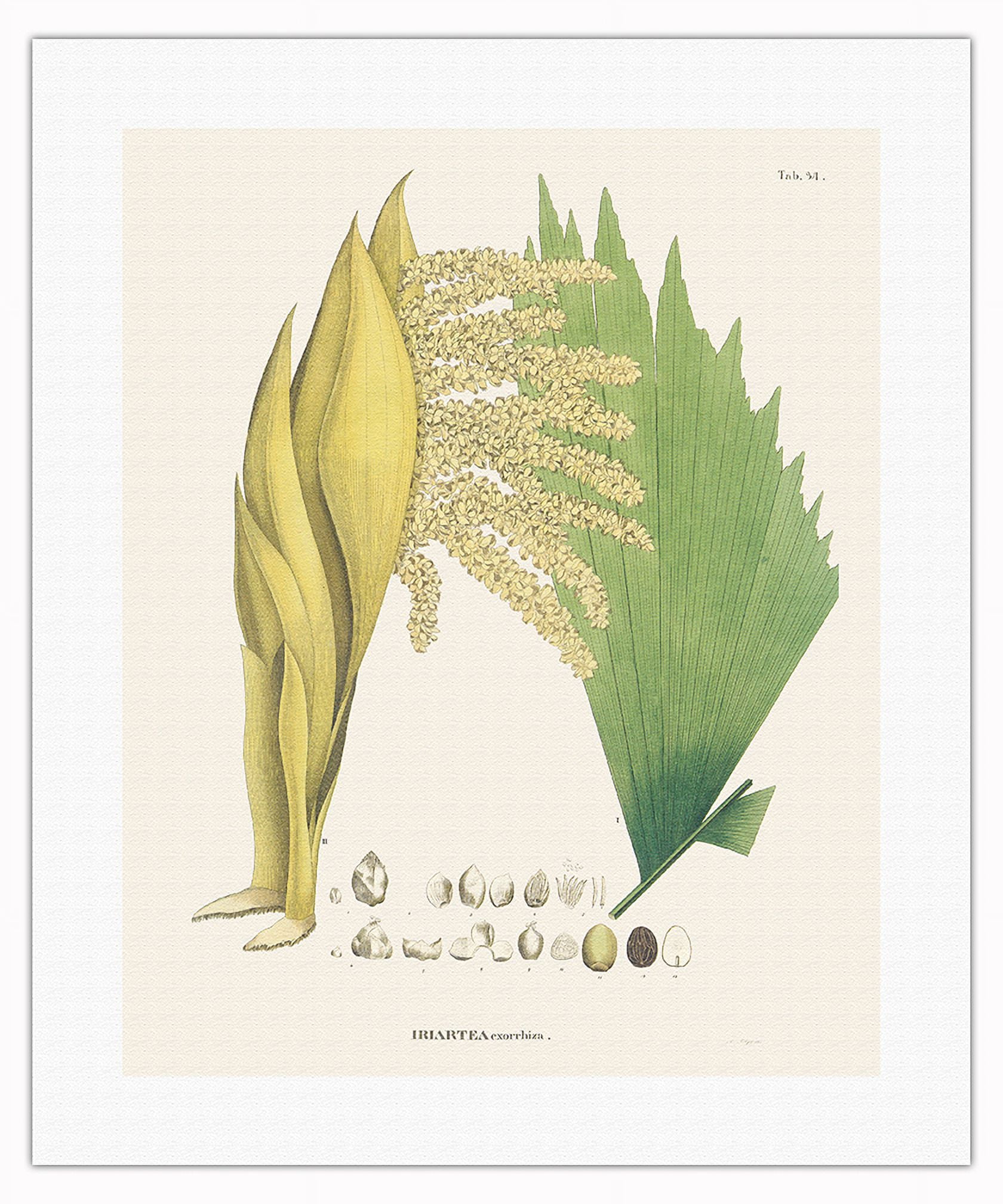 Walking Palm Tree (Socratea exorrhiza) - Vintage Botanical Illustration ...