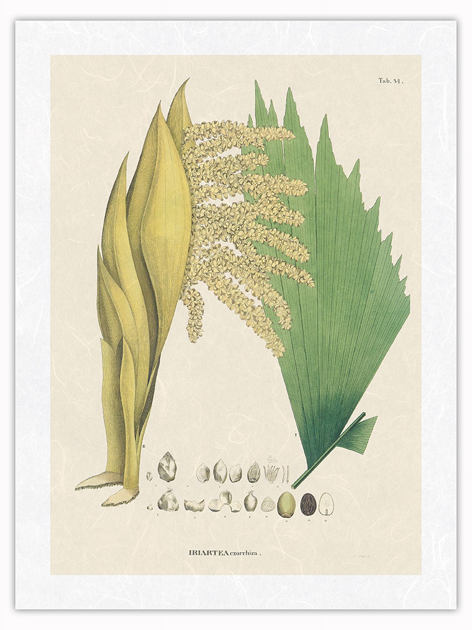 Walking Palm Tree (Socratea exorrhiza) - Vintage Botanical Illustration ...