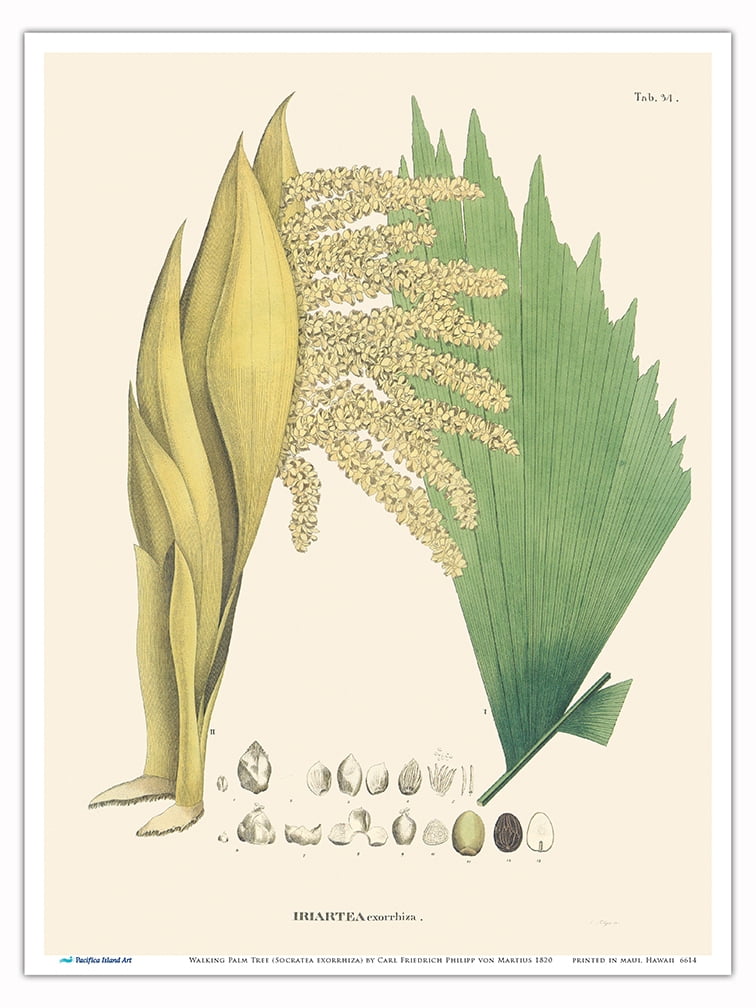 Walking Palm Tree (Socratea exorrhiza) - Vintage Botanical Illustration ...