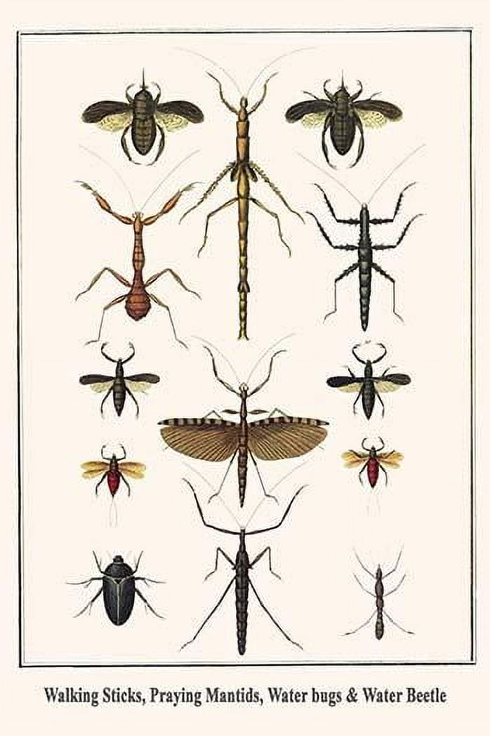 Walking Sticks, Praying Mantids, Water bugs & Water Beetle-Fine Art ...