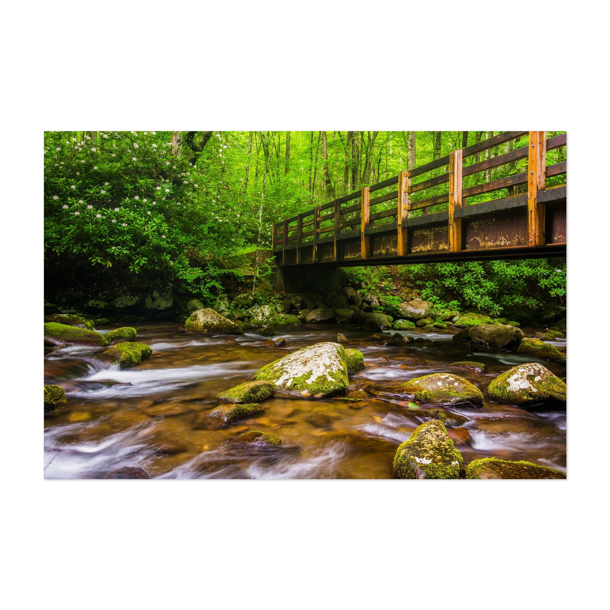 Walking the Smokies - North Carolina Photography Forest Nature Bridge ...