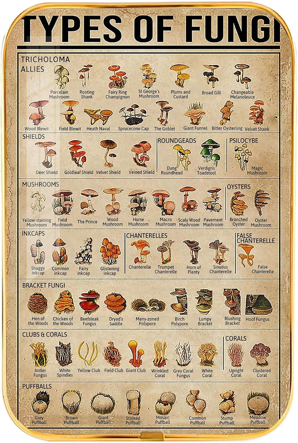 Wall Art Sign Decor Types Of Fungi Crystal Porcelain Painting Poster ...