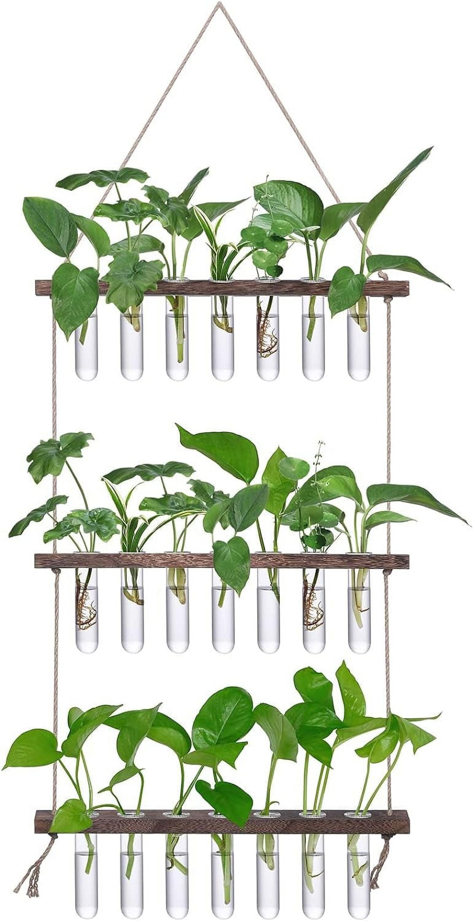 Wall Hanging Propagation Station with Wooden Stand 21 Glass Test Tubes ...