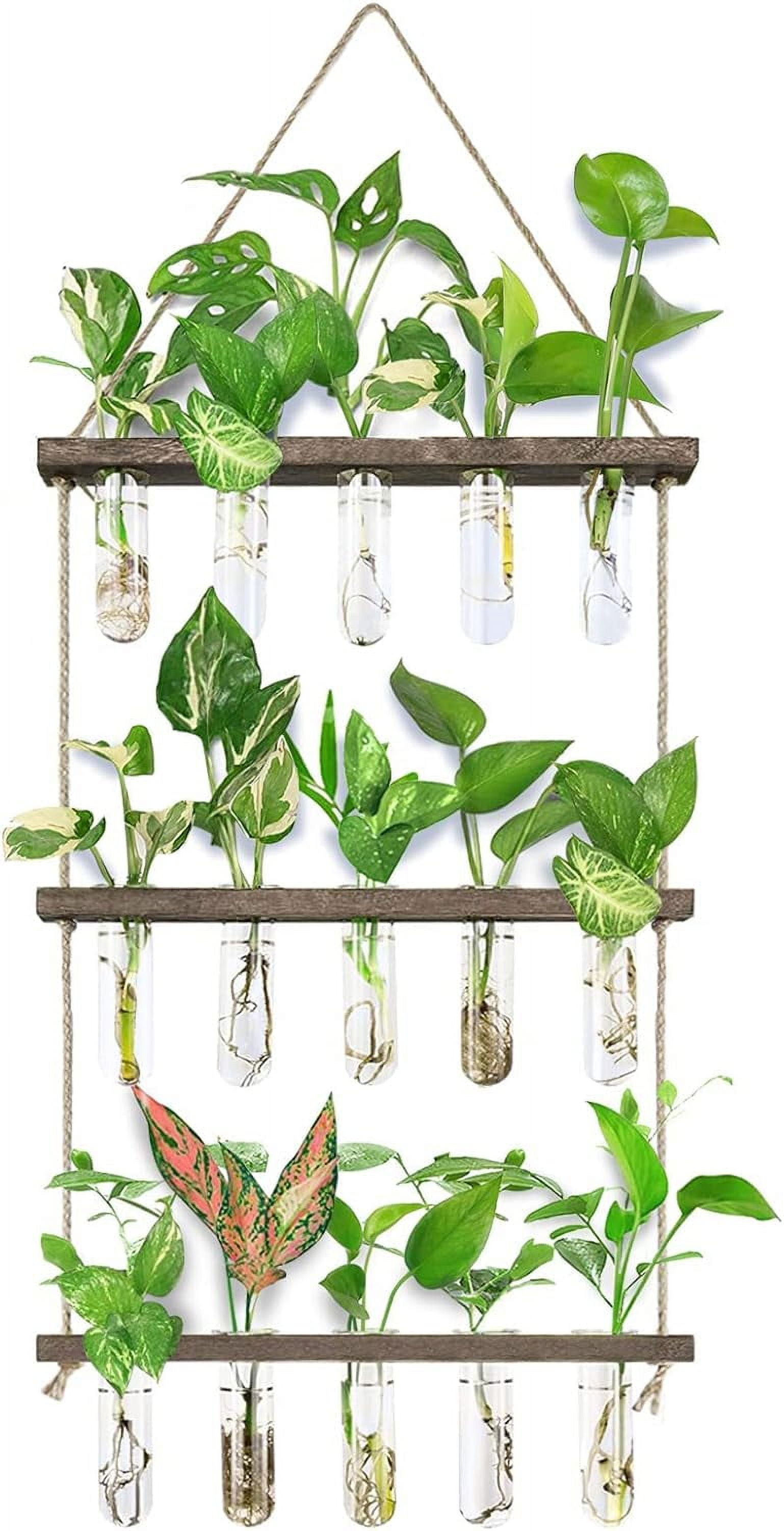 Wall Hanging Propagation Station with Wooden Stand 5 Glass Test Tubes 3 ...