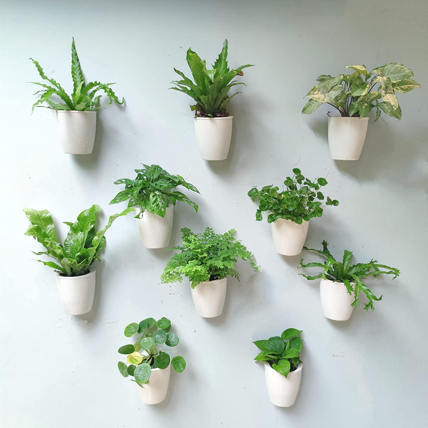 Wall Planters for Indoor Plants - 10 Pack, 4 Inch Self Watering Plastic ...