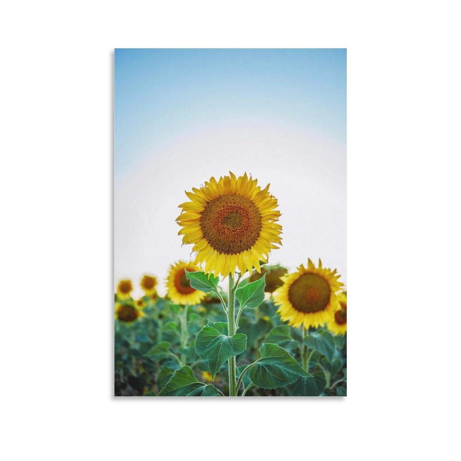Wall Posters Sunflowers Under The Sun Landscape Posters Canvas Art ...