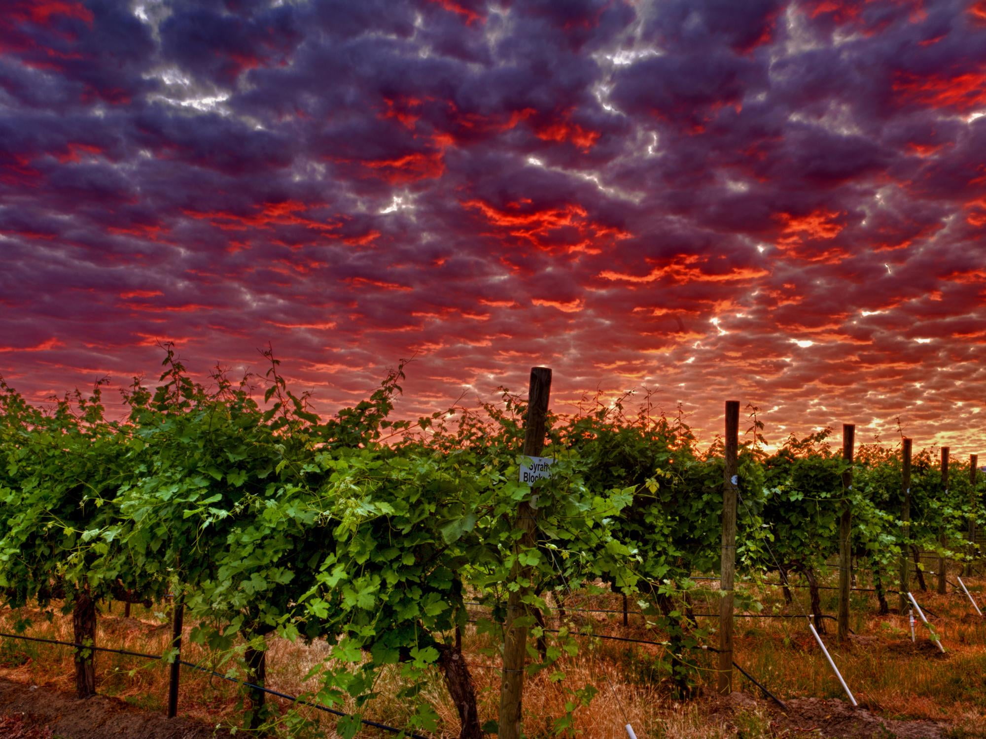 Art.com Walla Walla Wine Country, Walla Walla, Washington, USA ...