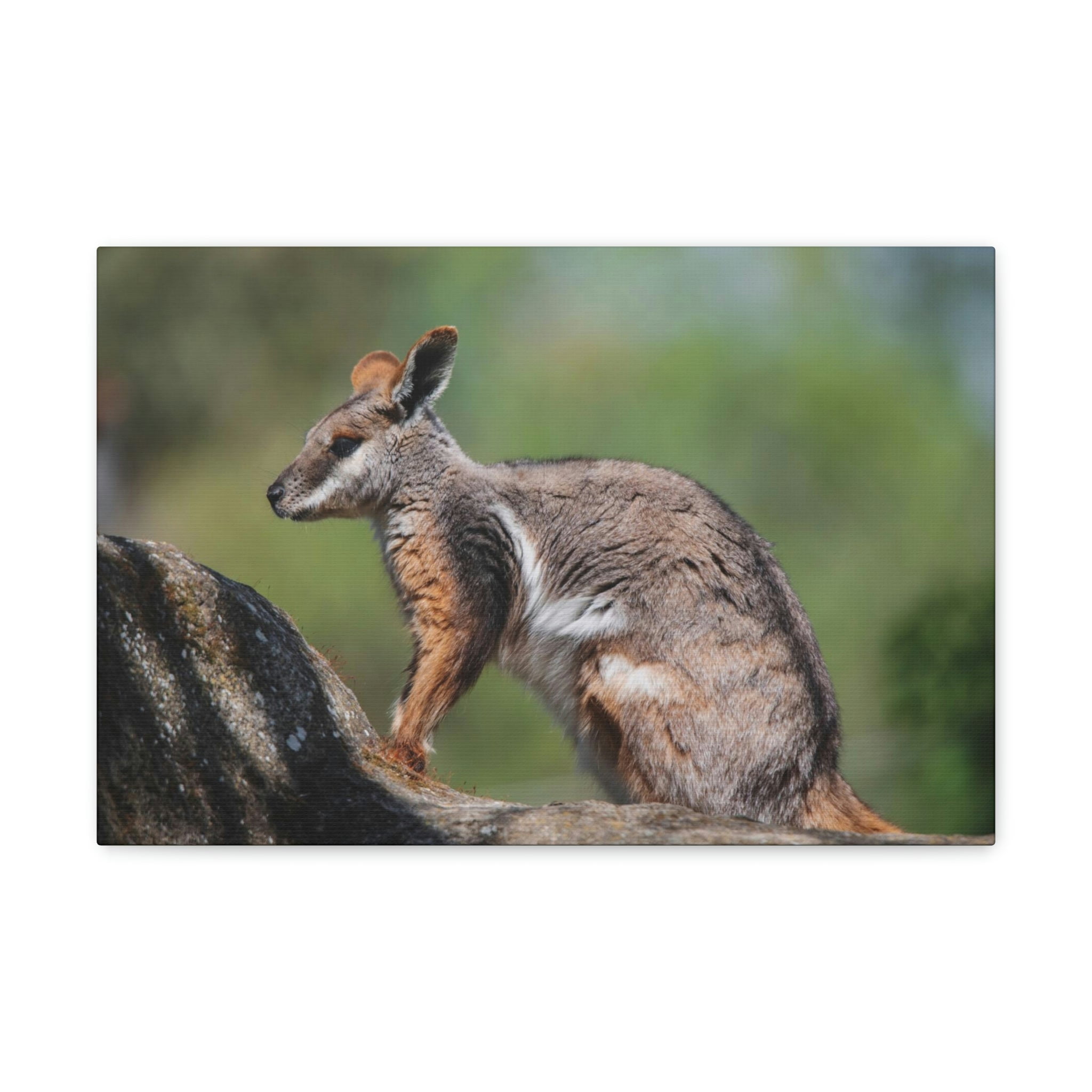 Wallaby Hunting Wallaby on Hunt Print Animal Wall Art Wildlife Canvas ...
