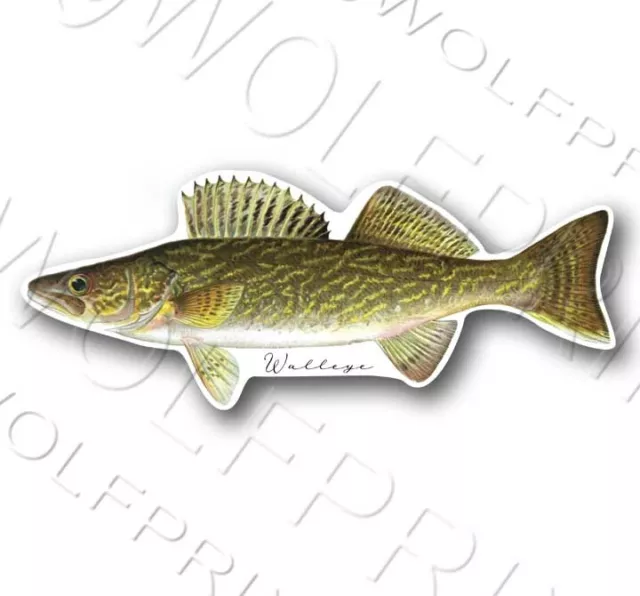Walleye Fish Sticker Bass Trout Crappie Boat Car Window Sticker Phone ...