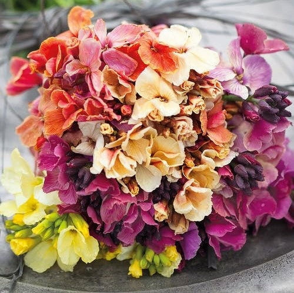 Wallflower Seeds - Fair Lady Mix - 1/4 Pound - Pink/Red/Orange Flower ...