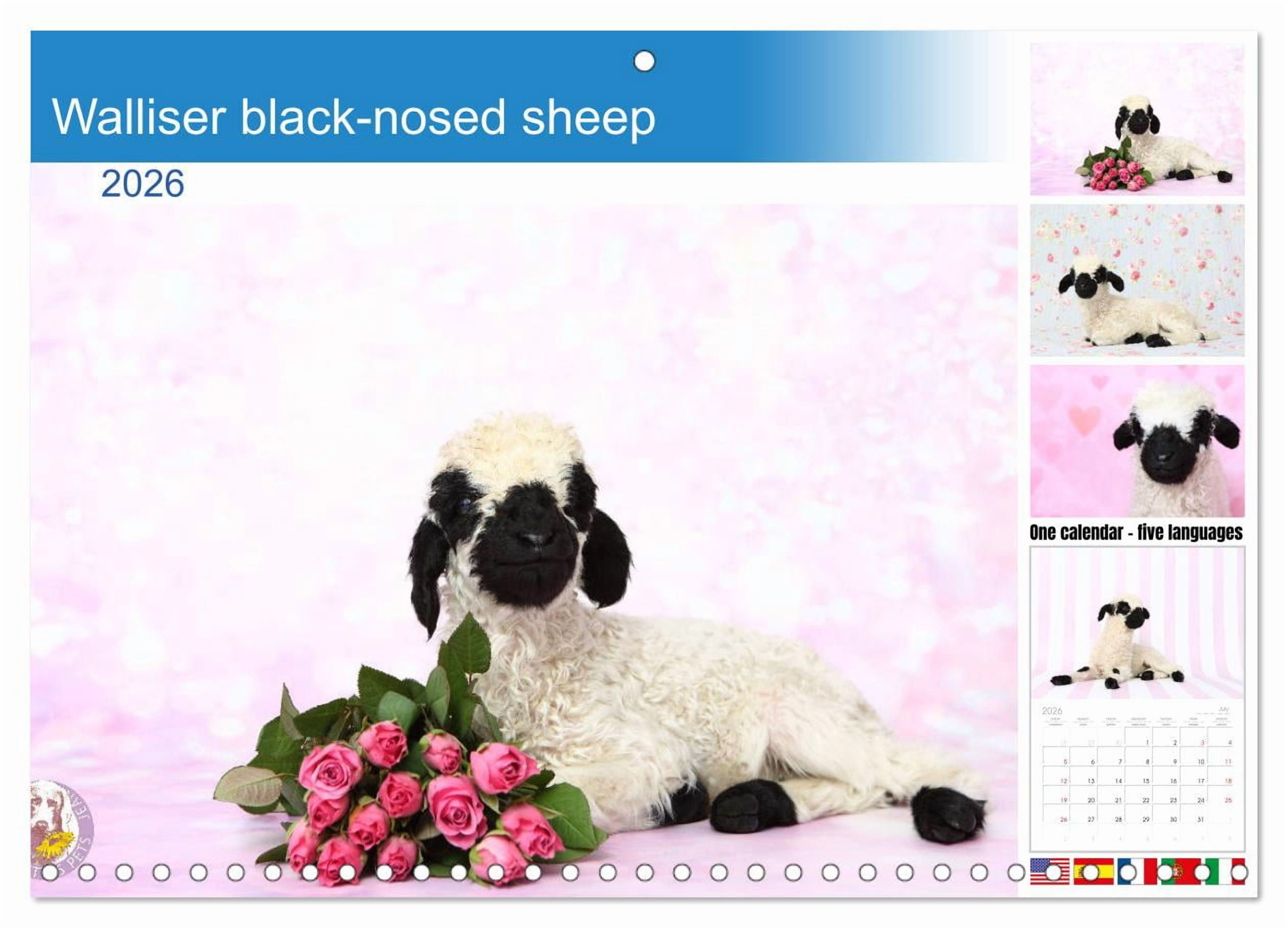 Walliser black-nosed sheep (Monthly Wall Calendar 2026 11.7 x 16.5 ...