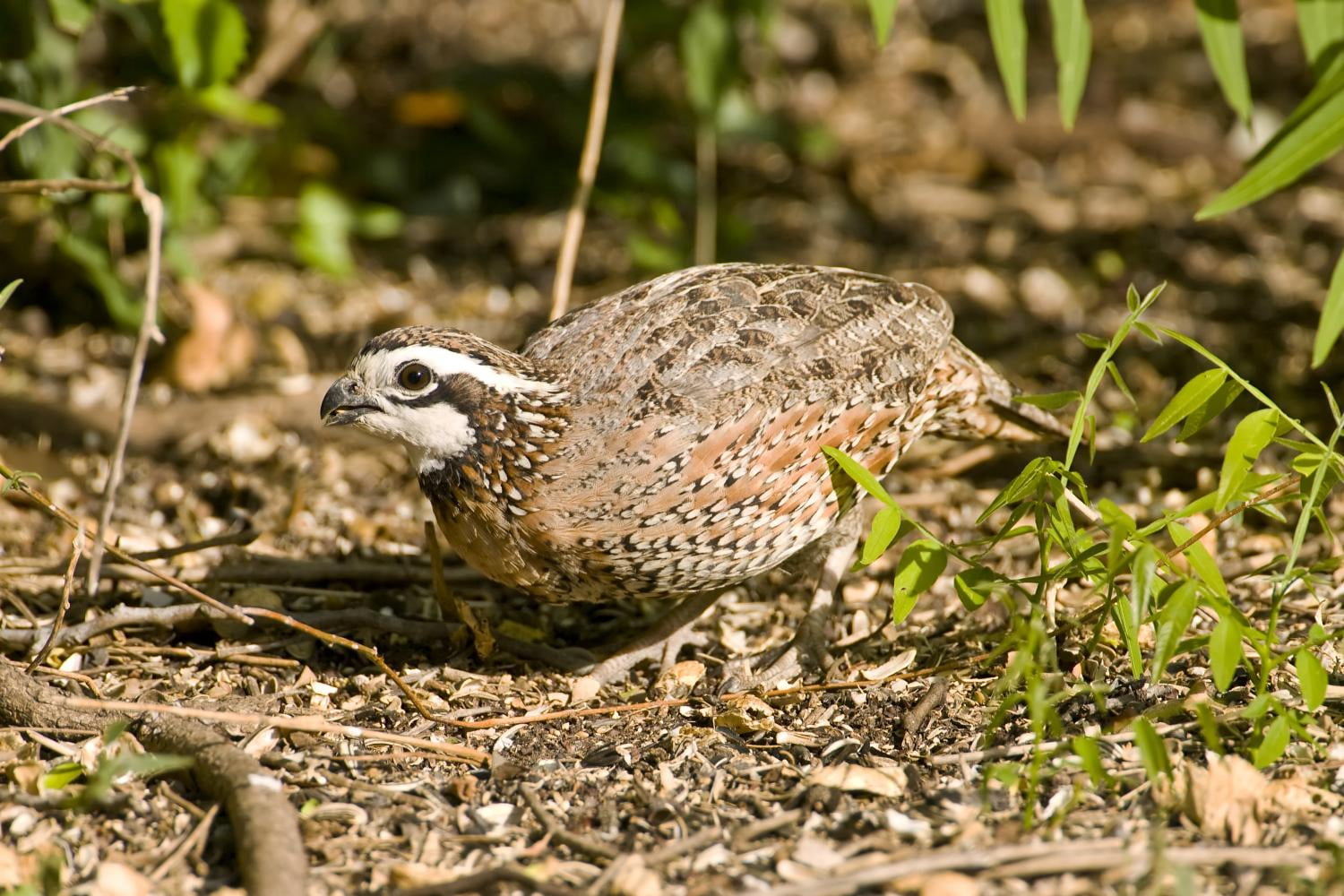 Wallmonkeys A Northern Bobwhite Quail Feeding on Seeds Spread in a ...