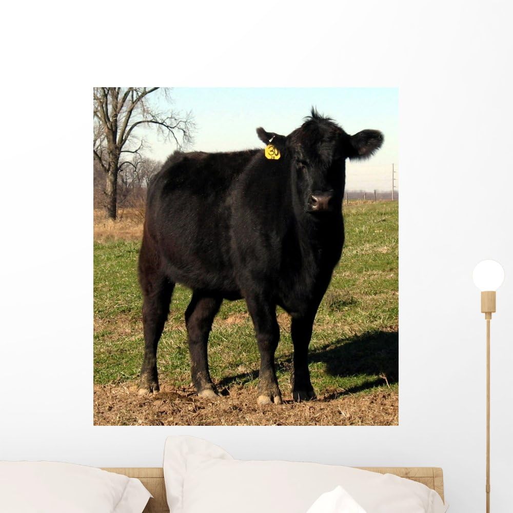 Wallmonkeys Black Angus Cow Cattle Portrait Farm Animal Wall Decal Peel ...