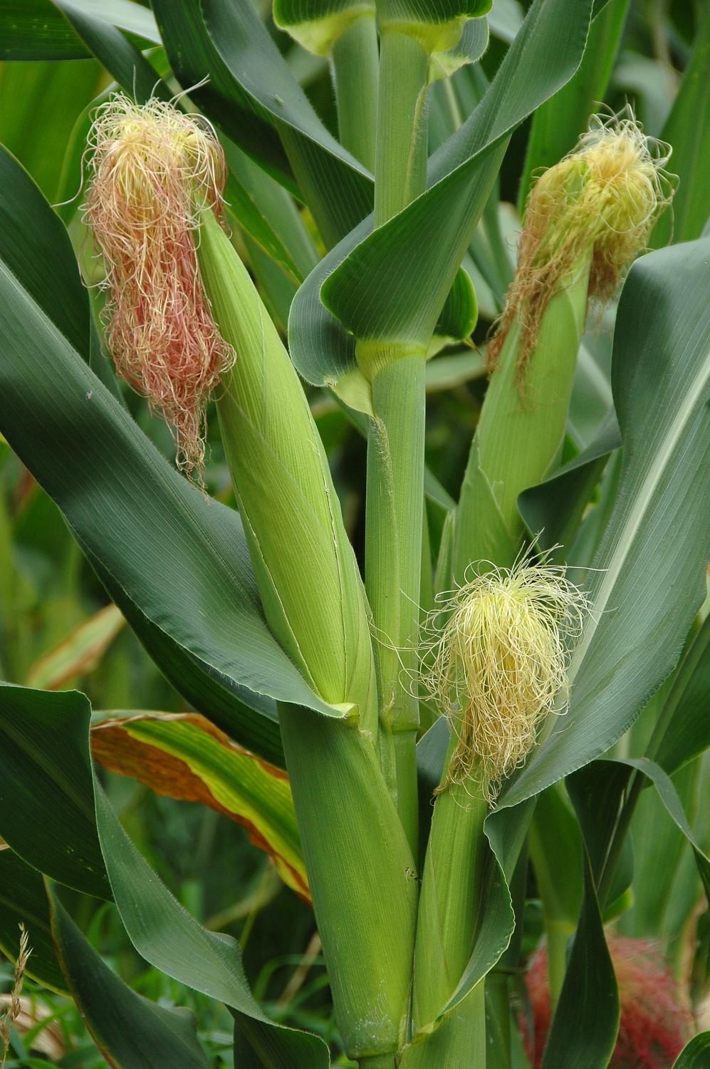 Wallmonkeys Corn Stalk in a Corn Field on the Island of Pico Peel and ...