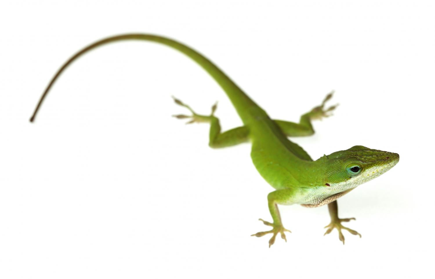 Wallmonkeys Lizard Peel and Stick Wall Decals WM259653 (18 in W x 11 in ...