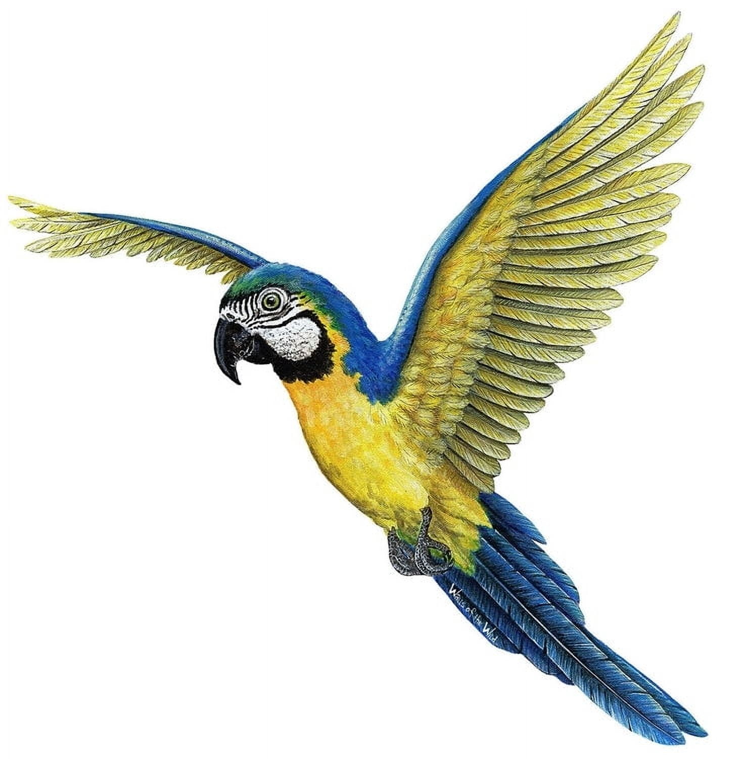 Walls of the Wild Baby Macaw Wall Decal Sticker - Walmart.com