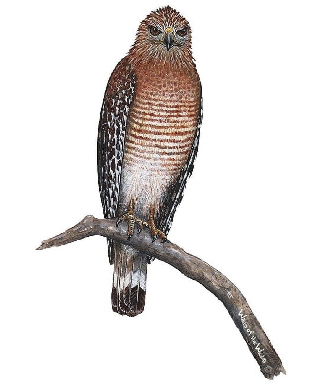 Walls of the Wild Tiger Hawk Wall Decal Sticker - Walmart.com