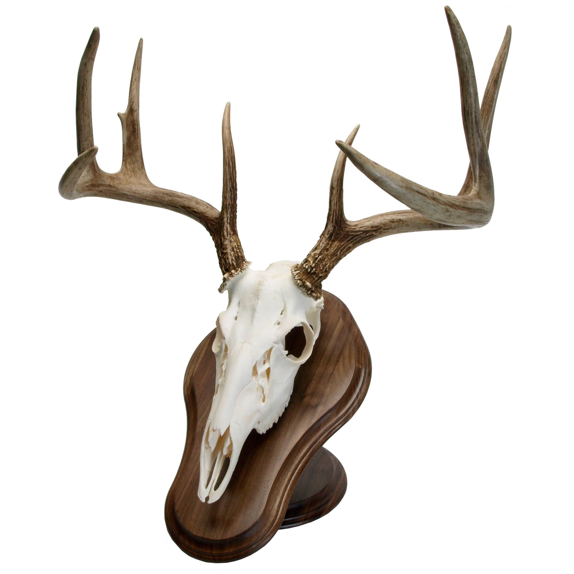 Walnut Hollow Country Deluxe Multi Species Euro Skull Mount Kit in ...
