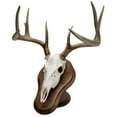 Walnut Hollow Country Deluxe Multi Species Euro Skull Mount Kit in ...