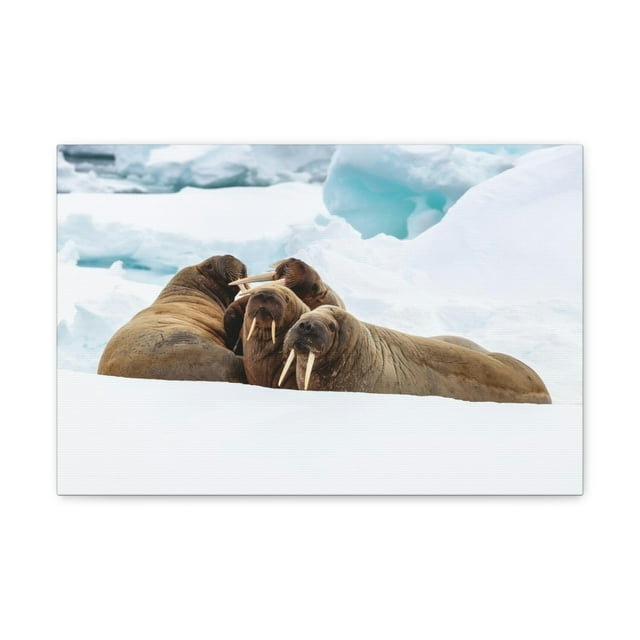 Walrus Group Walrus Troop Print Animal Wall Art Wildlife Canvas Prints ...