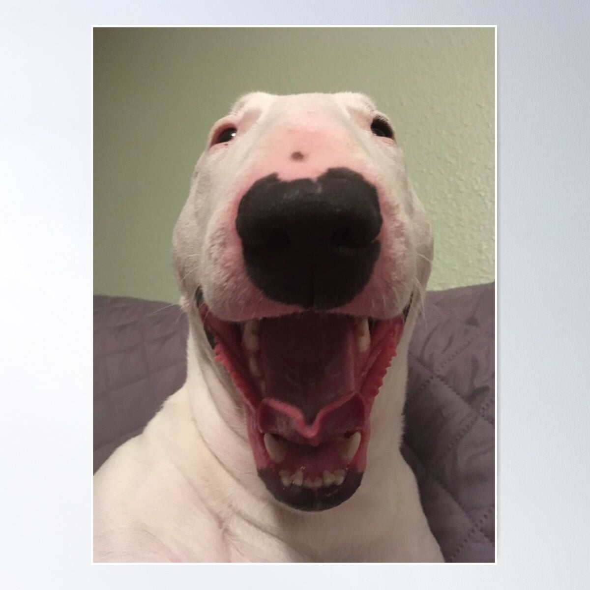 Walter Dog Meme - Happy Walter Smile Walter Poster Wall Art, Modern ...