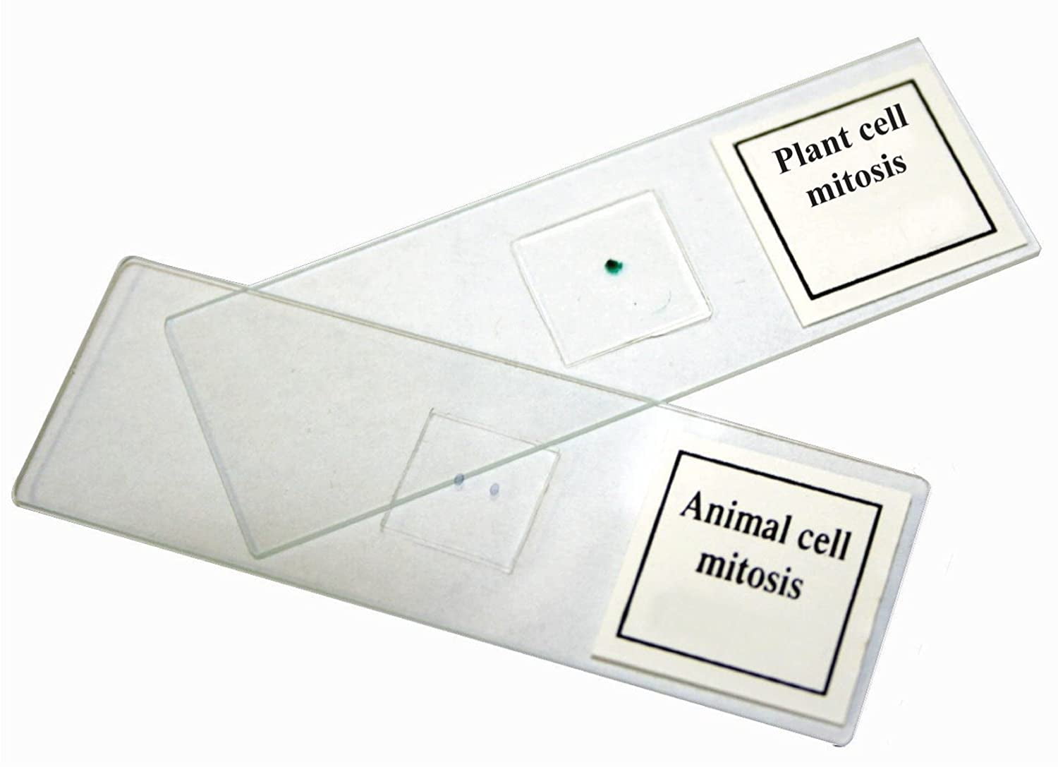 Walter Products B17121 Prepared Slide Set-Mitosis (Pack of 2) - Walmart.com