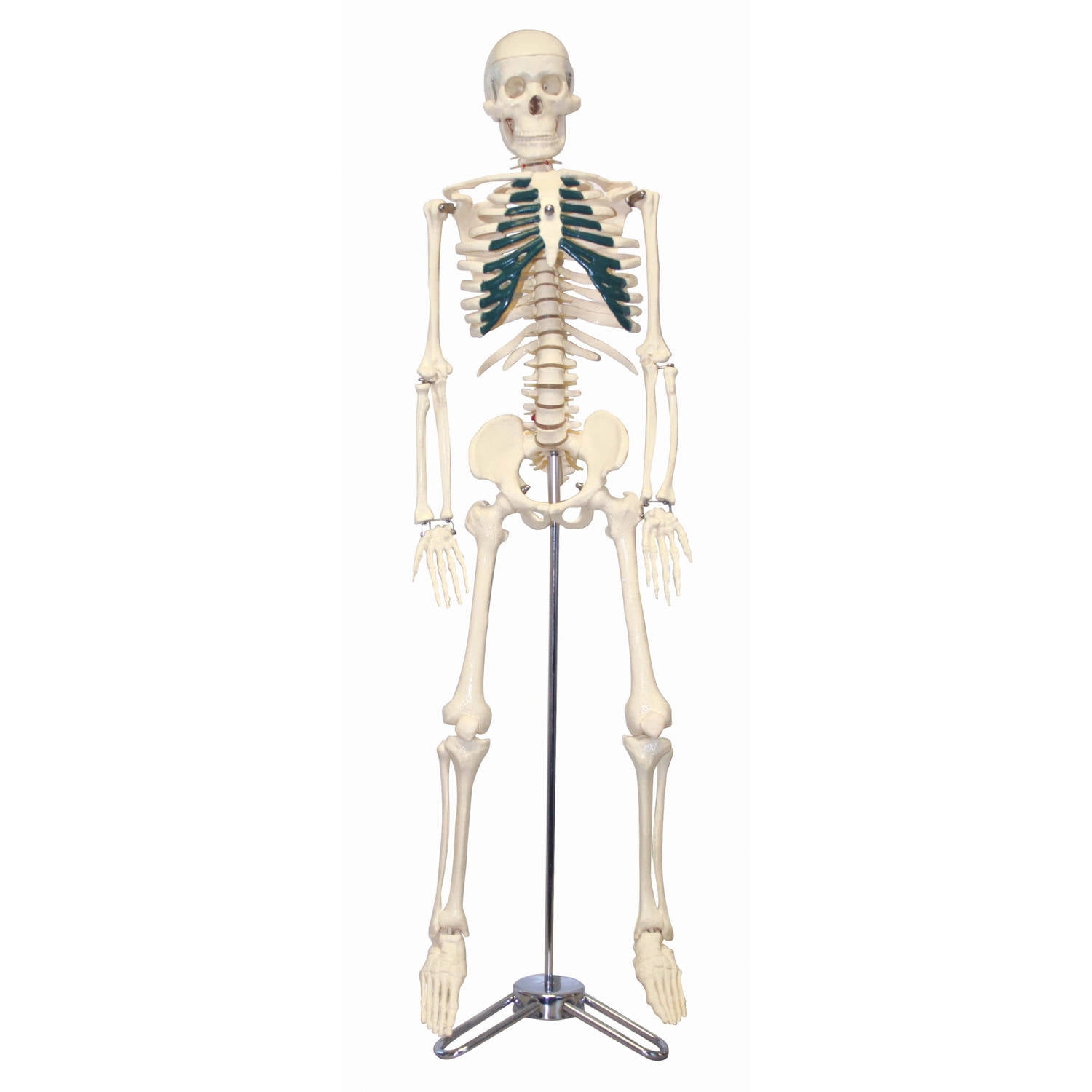 Walter Products Half Size Human Skeleton, 33", 84cm with Nerve Endings ...
