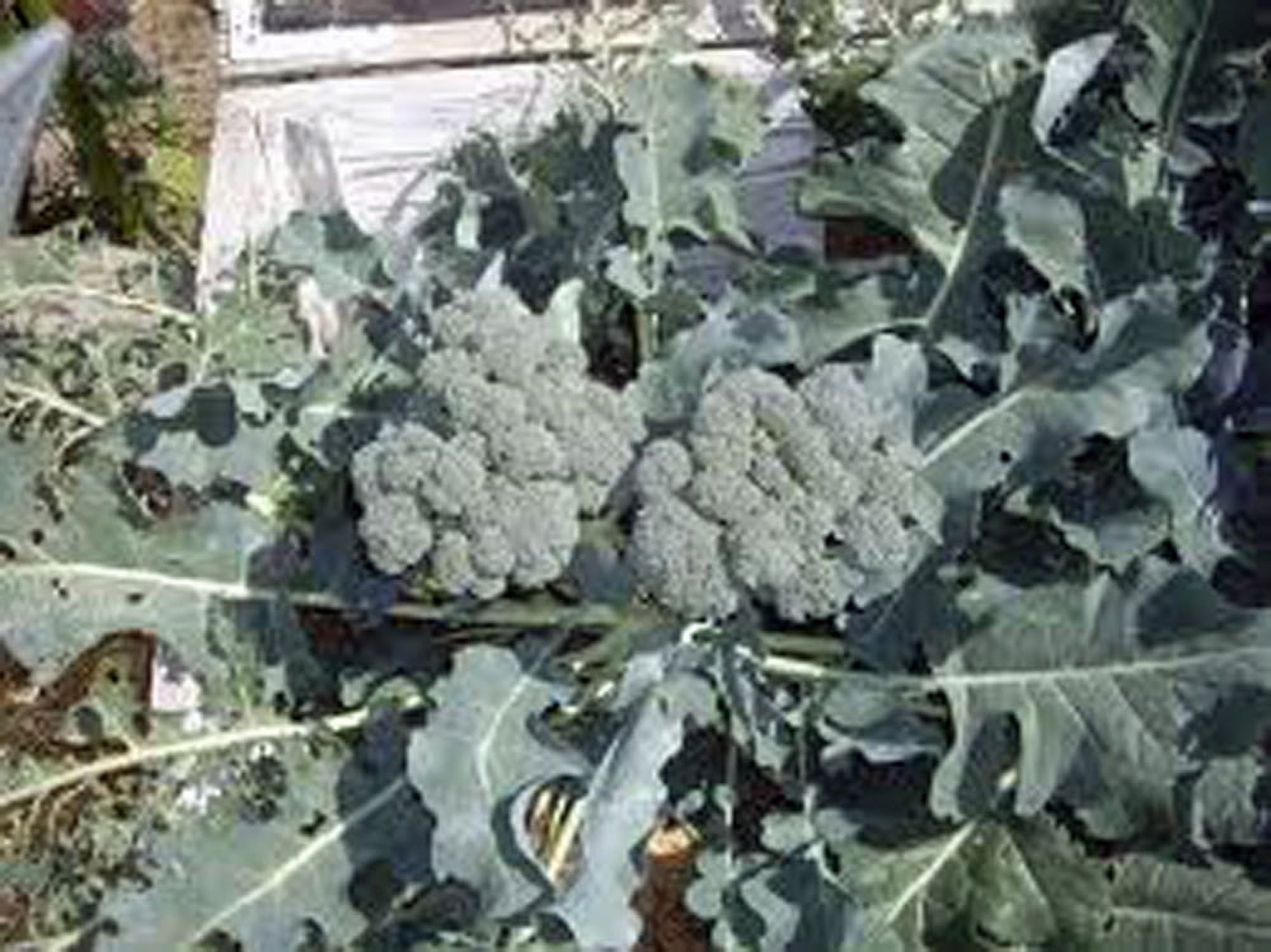 Waltham 29 Broccoli Seeds - 100 Count Seed Pack - A Delightful Standard ...
