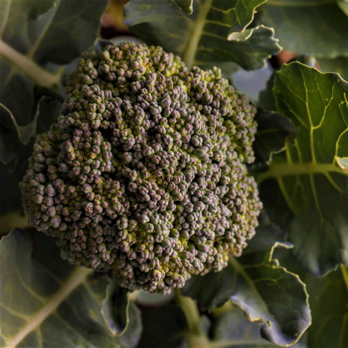 Waltham 29 Broccoli Seeds - 200 Count Seed Pack - A Delightful Standard ...