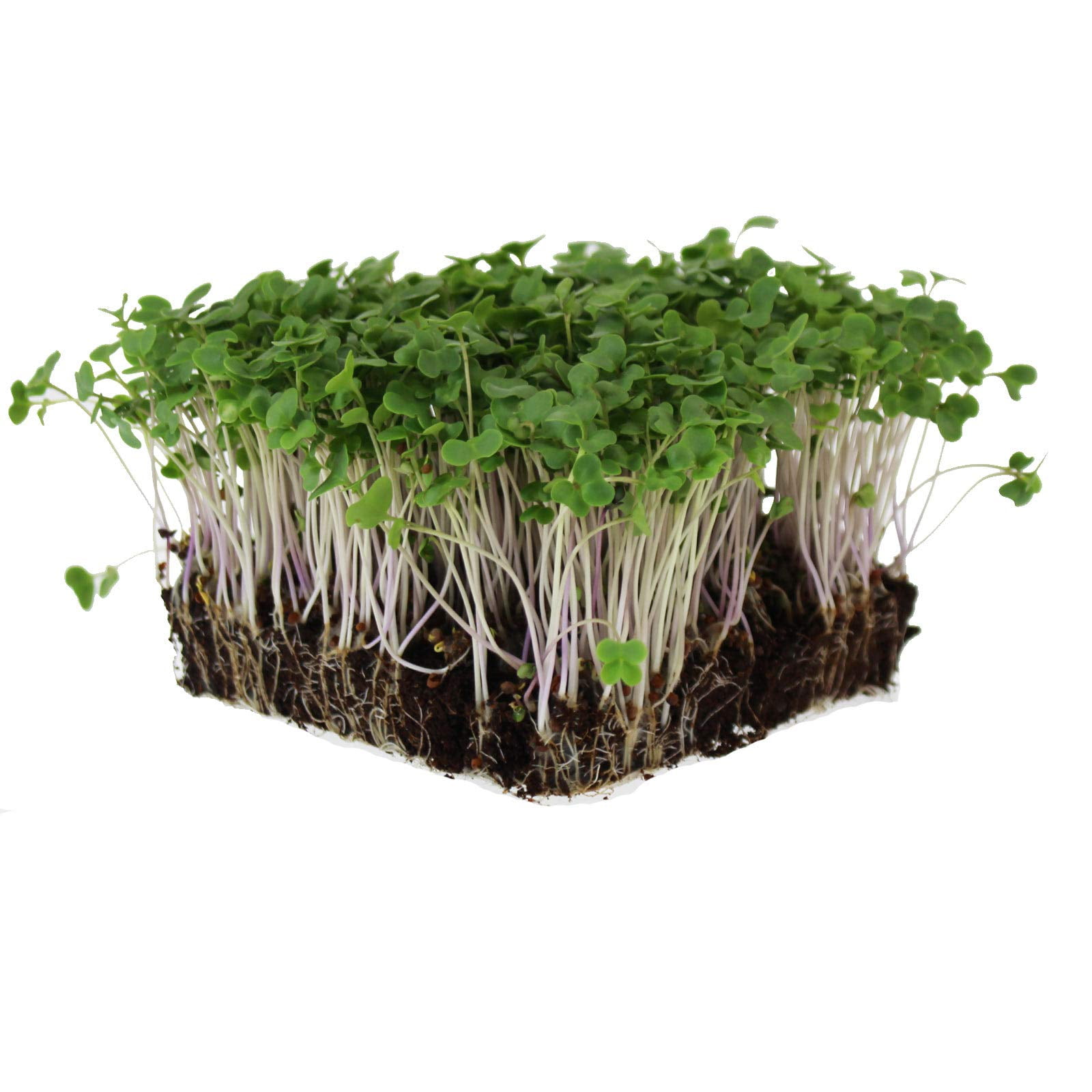 Waltham 29 Broccoli Seeds | Non-GMO Bulk Heirloom Broccoli Seeds For ...