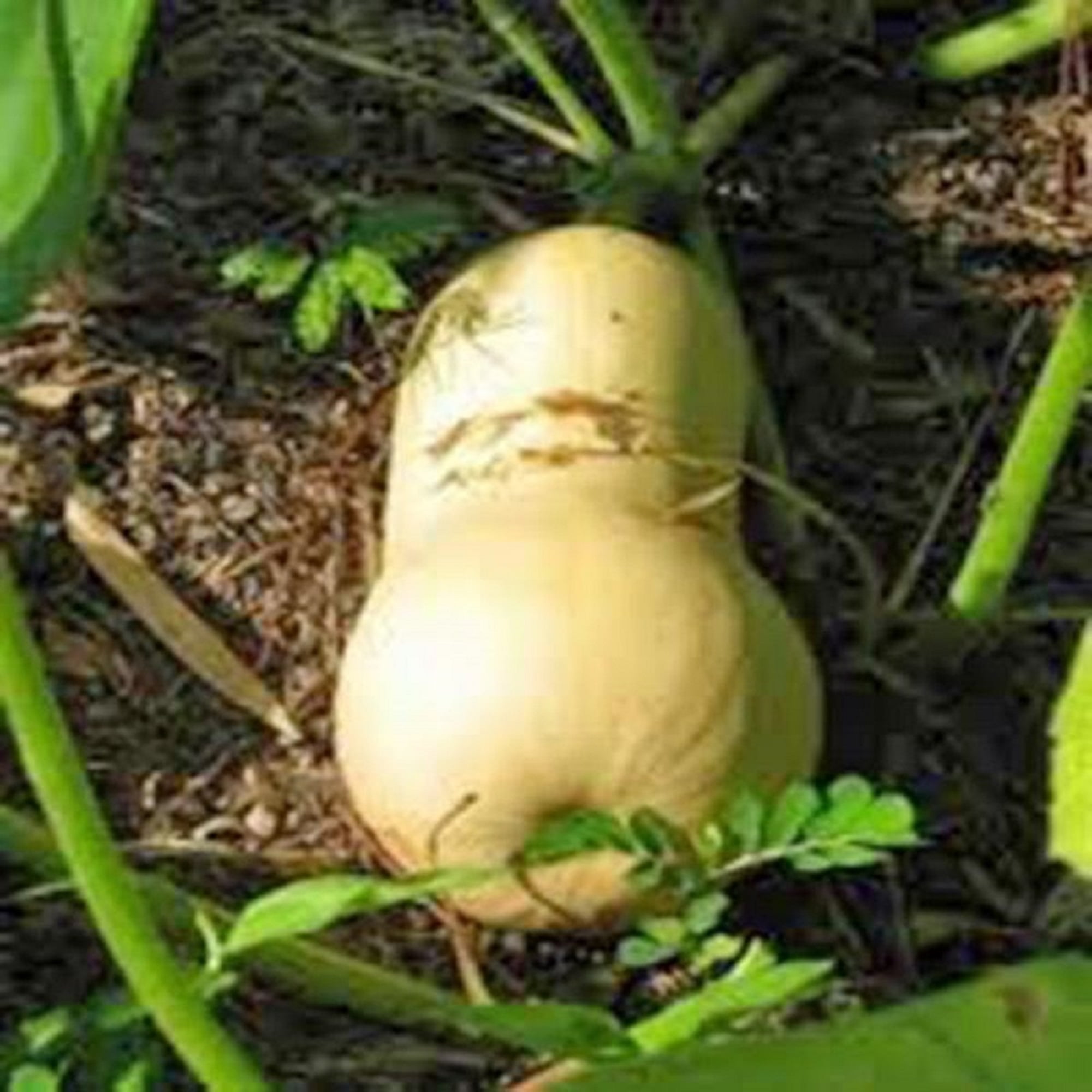 Waltham Butternut Squash Seed, Heirloom, 500 Seeds, Non GMO, Healthy ...