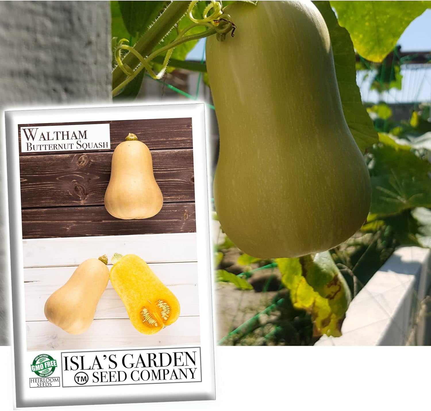 Waltham Butternut Winter Squash Seeds for Planting, 50+ Heirloom Seeds ...