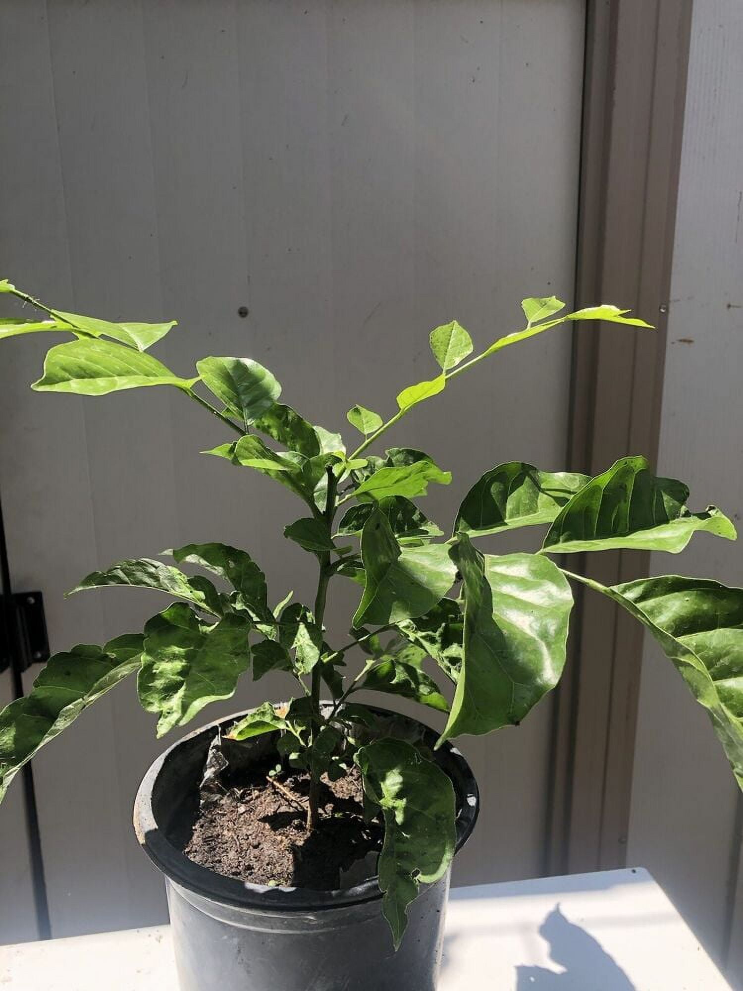 Wampee Tree 12” Tropical Clausena lansium Seedling Wampi Fruit Tree No ...