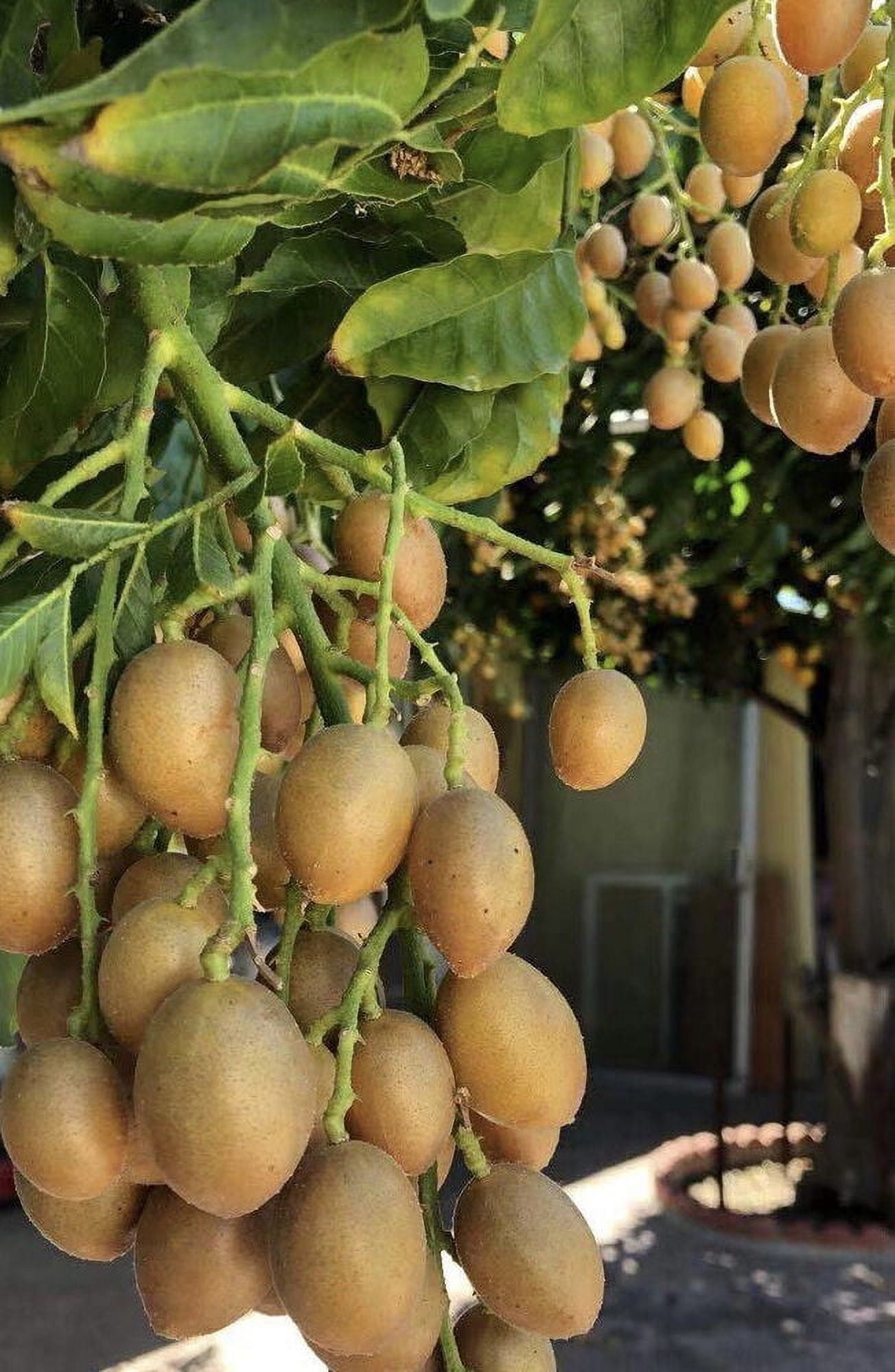 Wampee Tree 15” Tropical Clausena lansium Seedling No Pot - Walmart.com