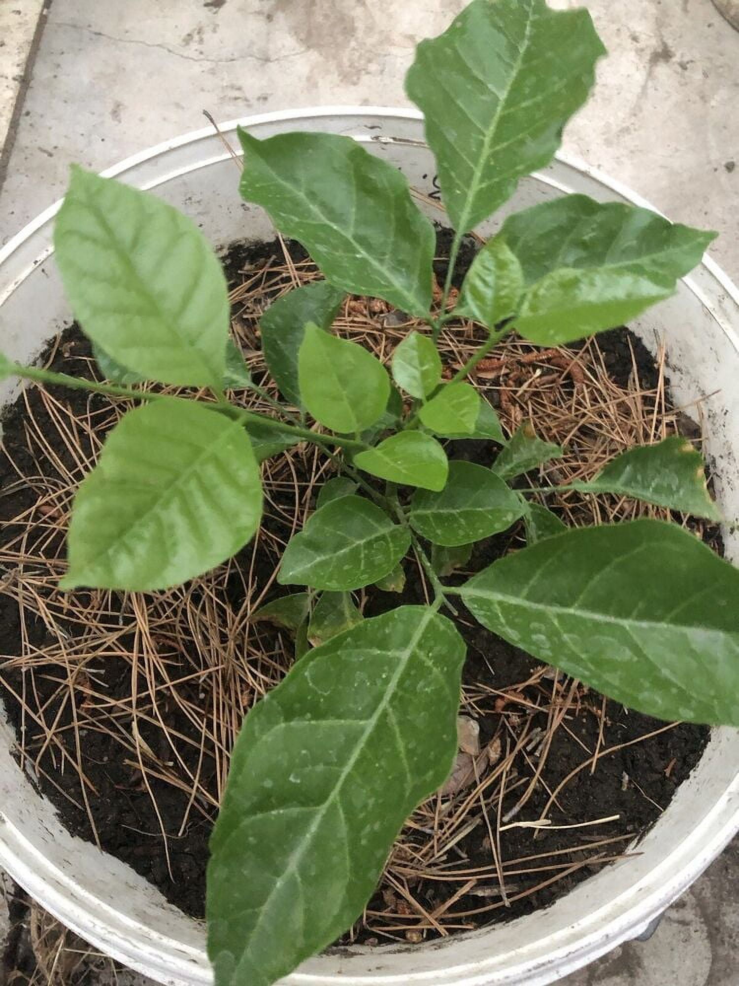 Wampee Tree Clausena lansium Tropical Seedling Wampi Fruit Tree 10” No ...