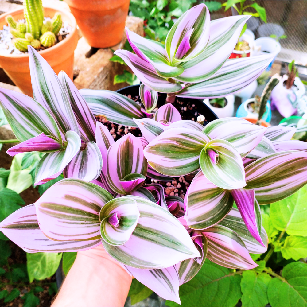 Wandering Jew Live Plant, Pink Tradescantia Nanouk Variegated Wandering ...