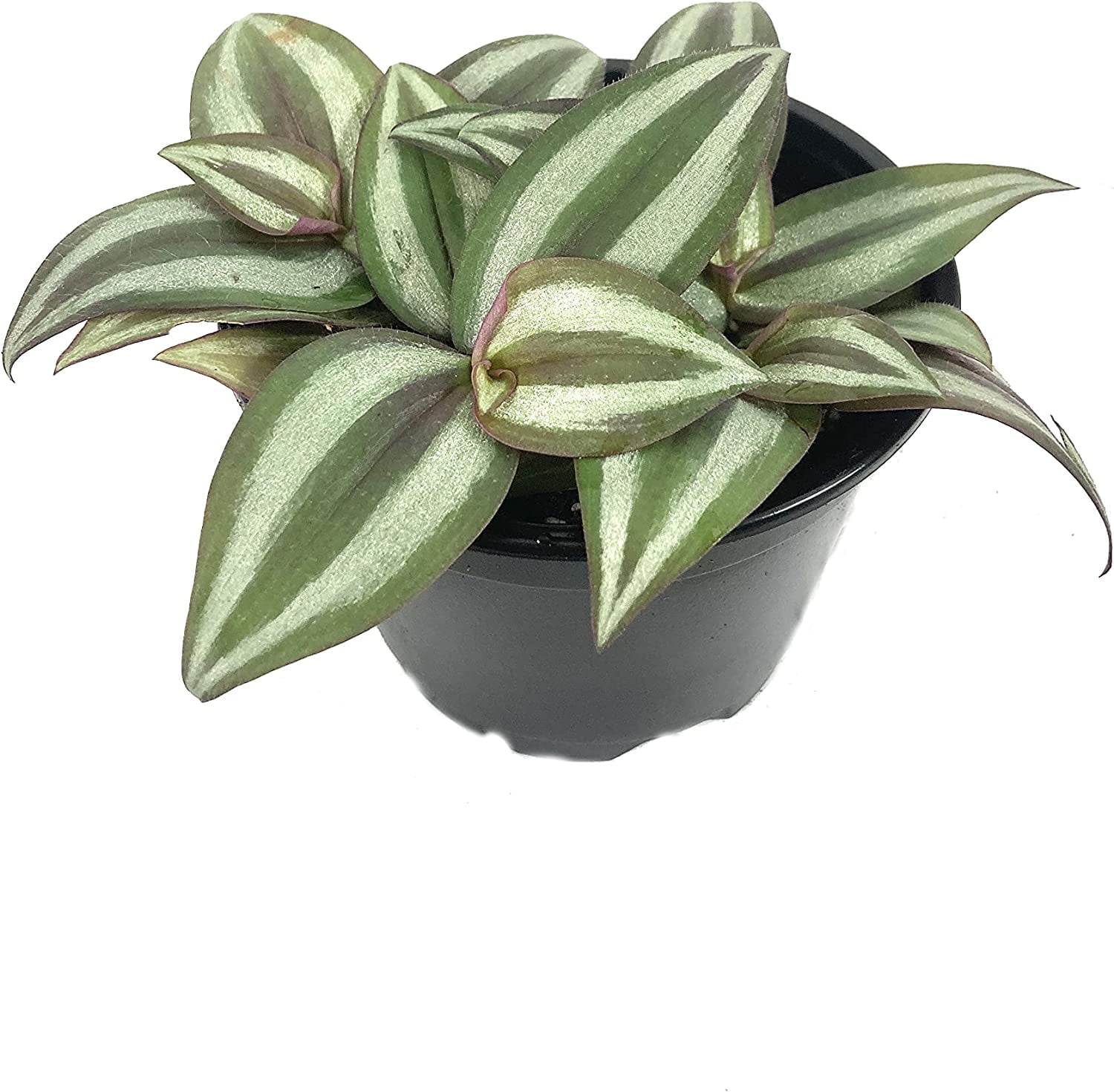 Wandering Jew Plant - 3 Live Plants in 4 Inch Pots - Tradescantia ...
