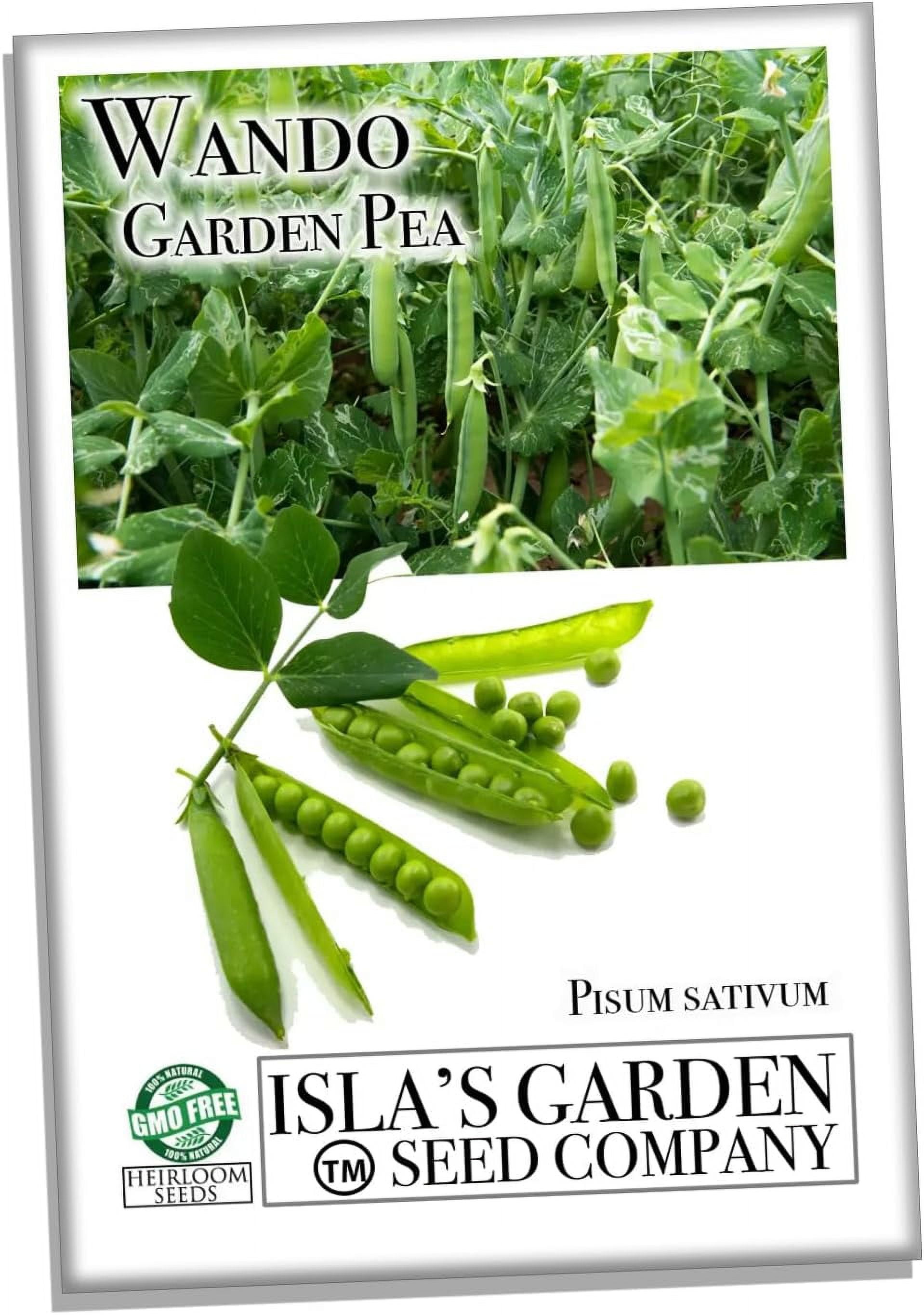 Wando Garden Pea Seeds, 50 Heirloom Seeds Per Packet, Non GMO Seeds ...
