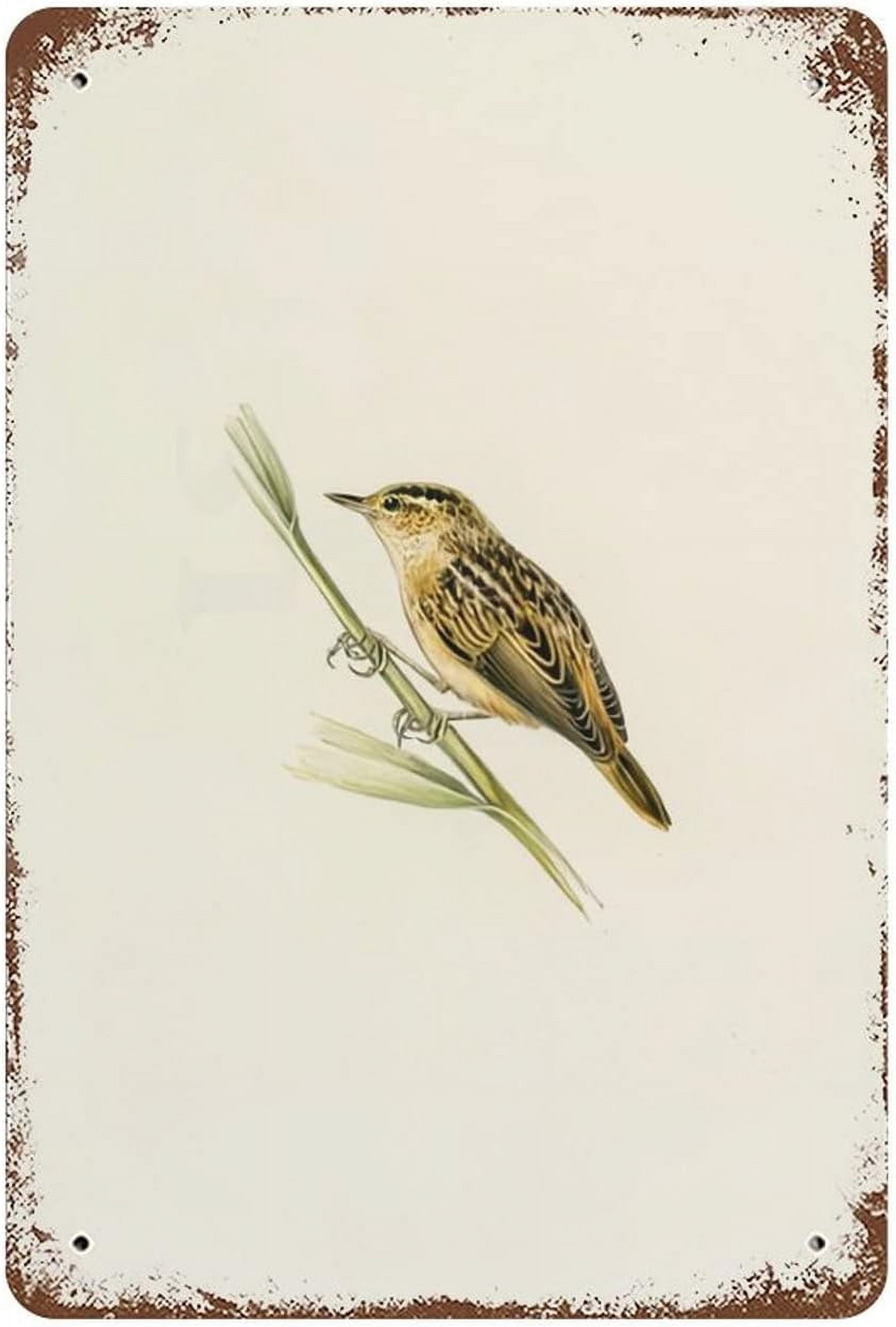 Warbler Bird Vintage Metal Plaque Sign Retro Poster Vintage Metal Tin ...