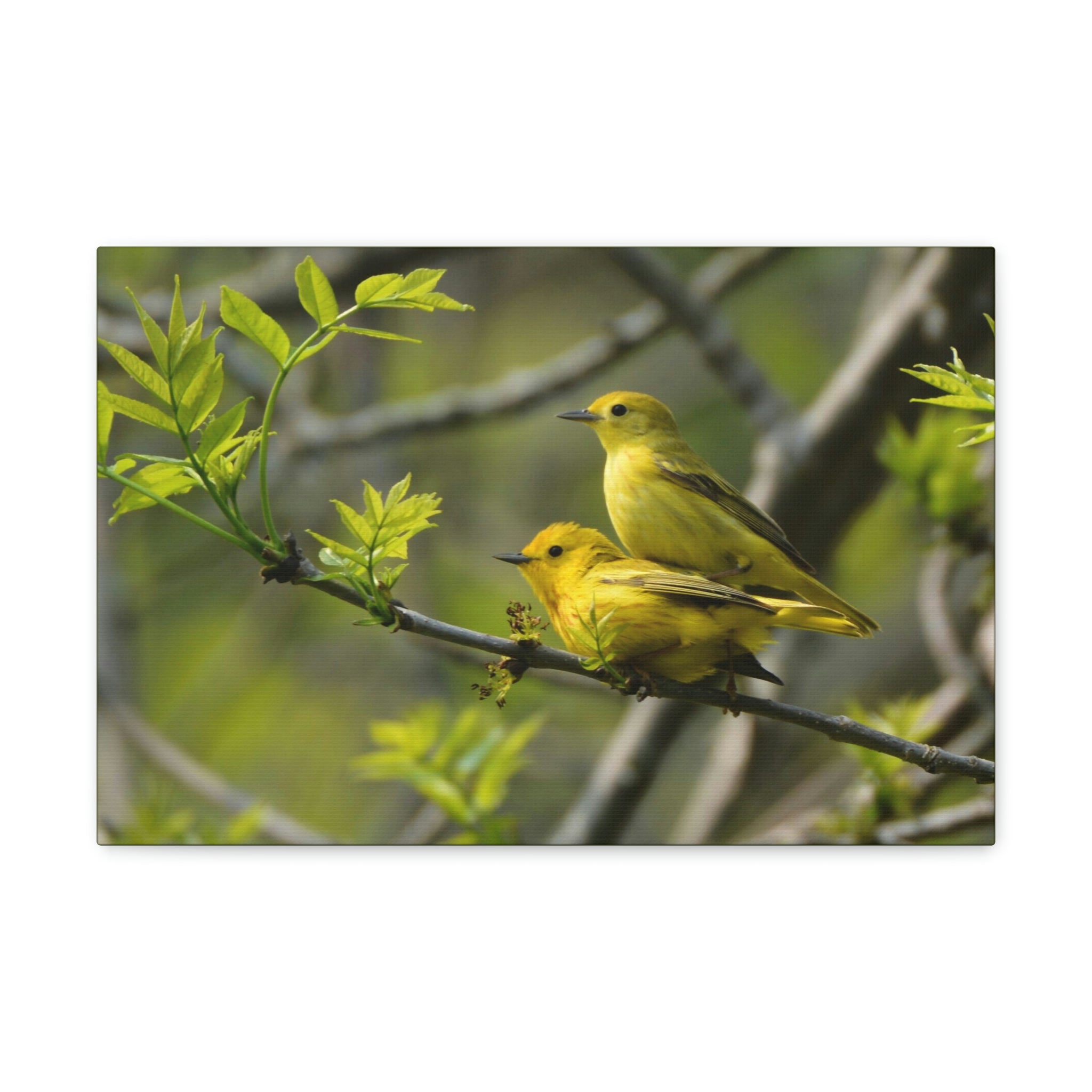 Warbler Couple Warbler Couple Print Animal Wall Art Wildlife Canvas ...