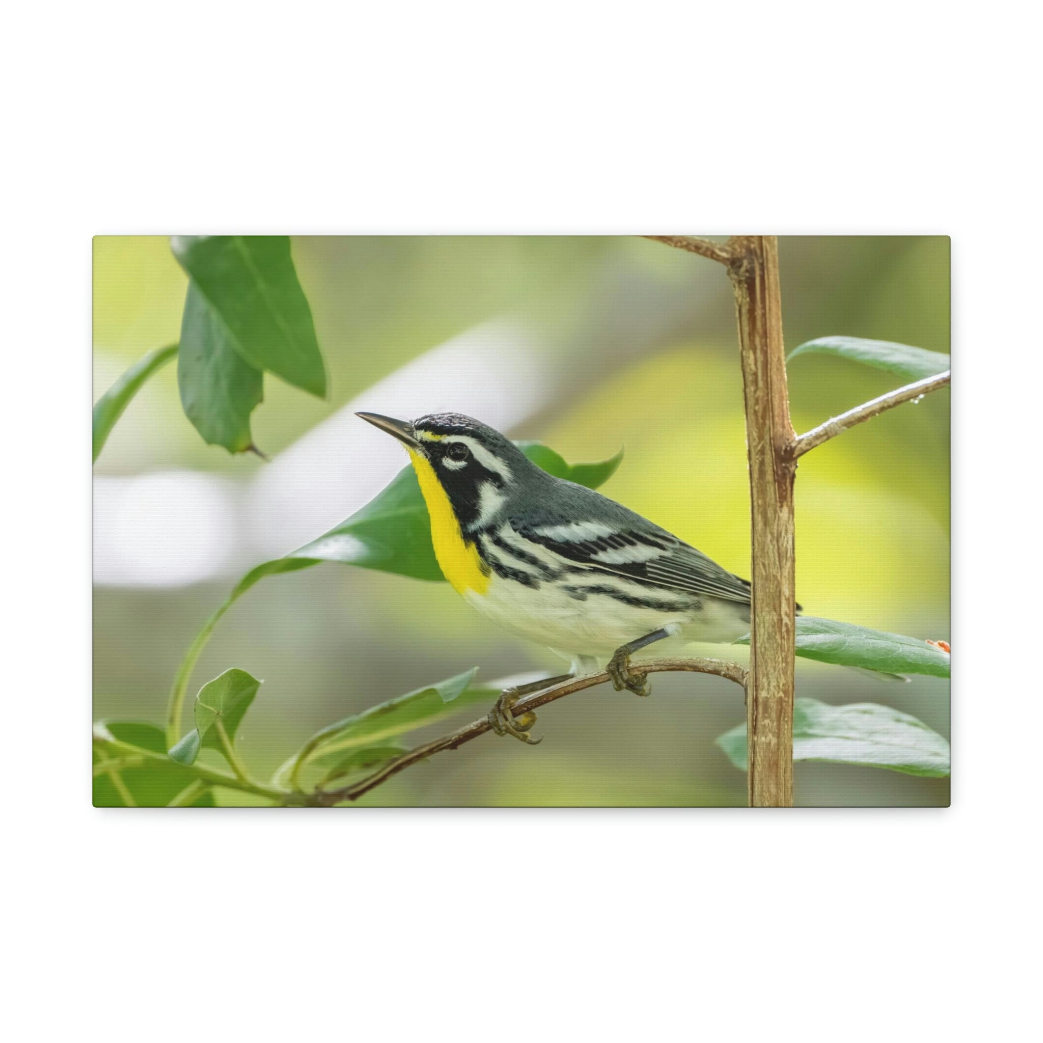Warbler Hunting Warbler on Hunt Print Animal Wall Art Wildlife Canvas ...