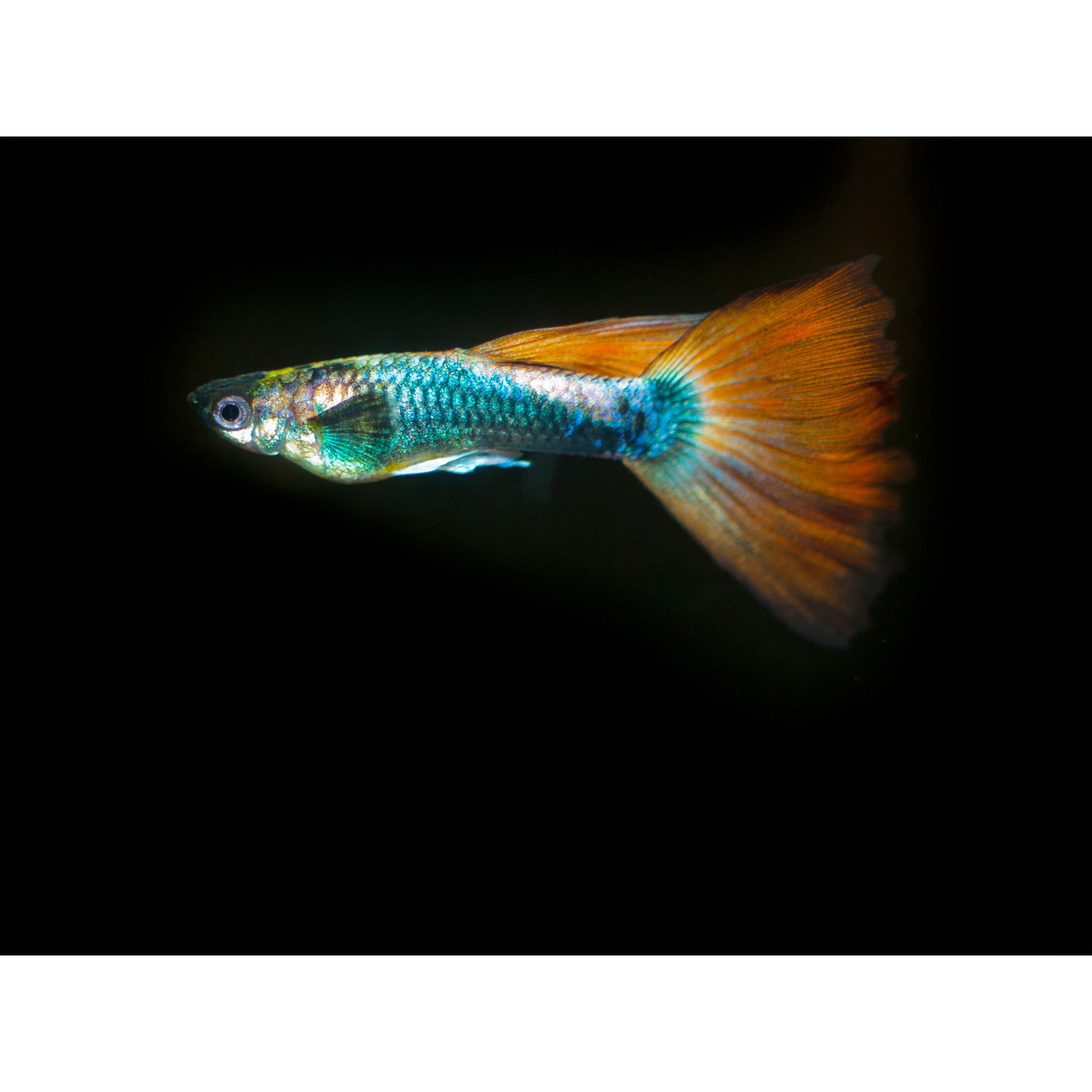 Warby Guppy Fish Sea Ocean Photo Extra Large XL Wall Art Poster Print ...