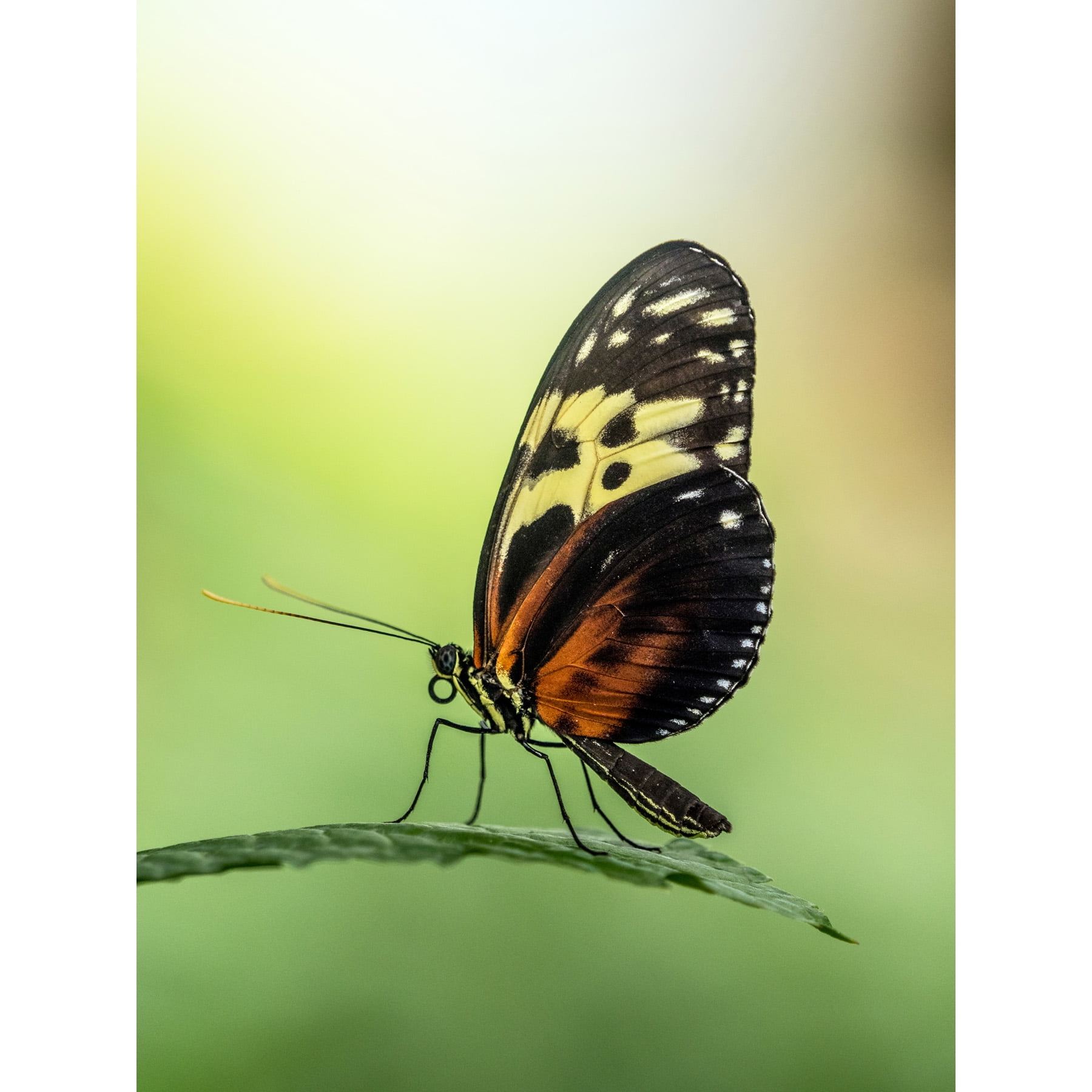 Warby Numata Longwing Butterfly Nature Photo Extra Large XL Wall Art ...