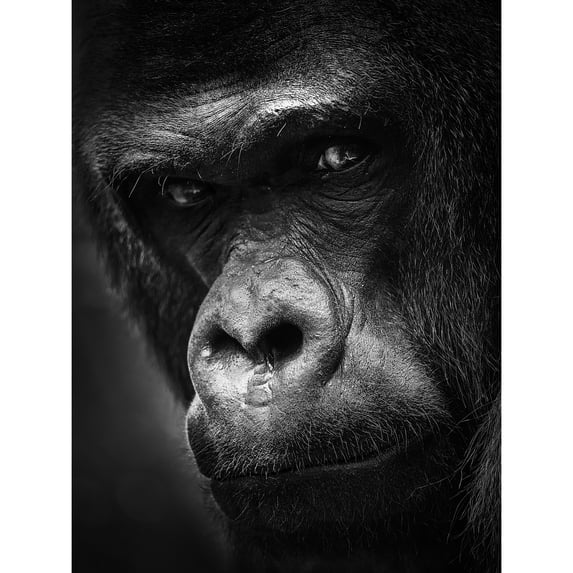 Warby Western Lowland Gorilla Face Close Up Photo Extra Large XL Wall ...