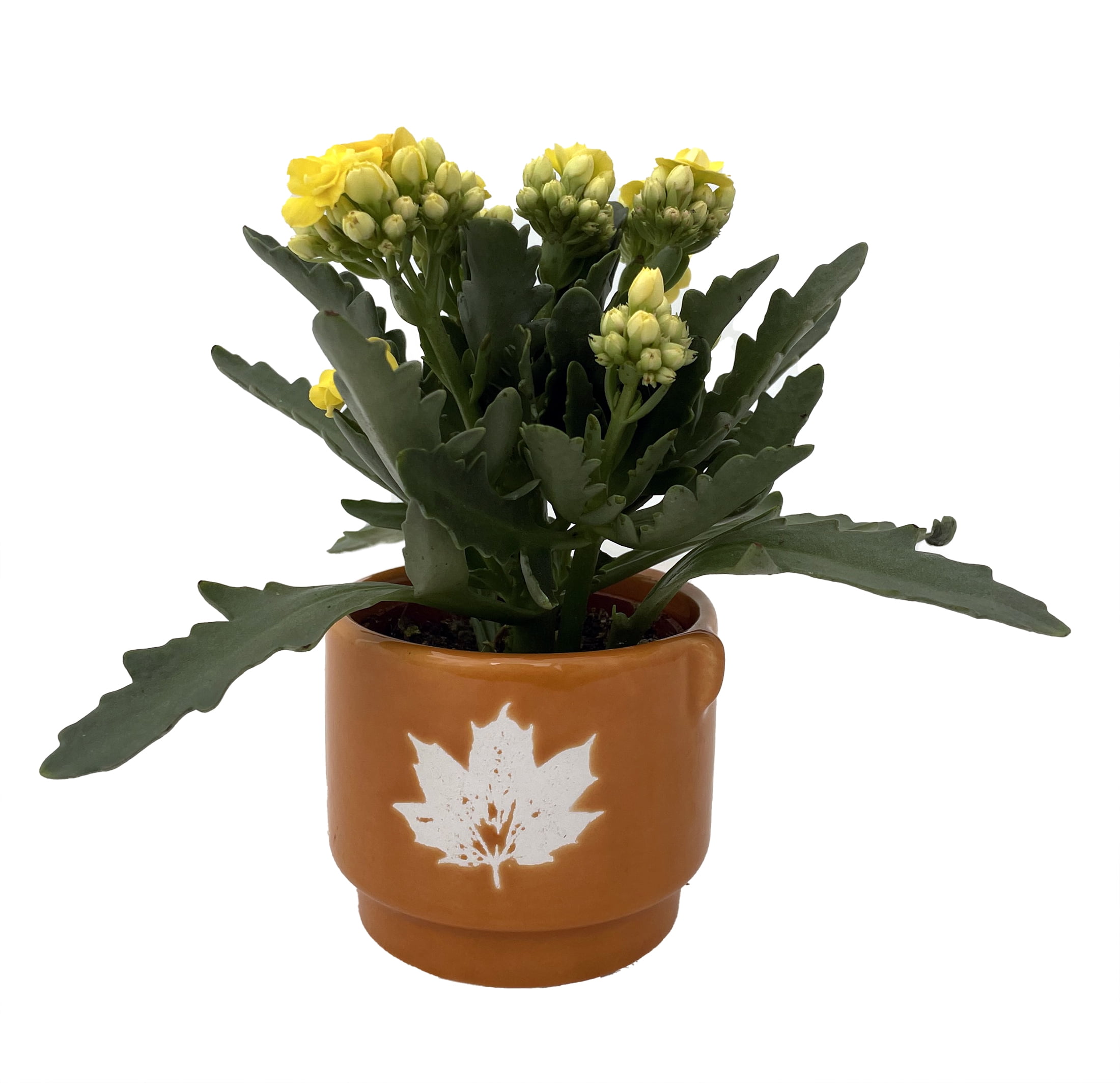 Warm Cider Autumn Leaves Ceramic Planter with Calandiva Succulent Plant ...