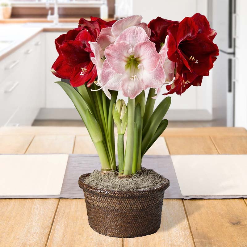 Warm Welcome Indoor Potted Bulb Garden - Simply Water and Flowers Open ...