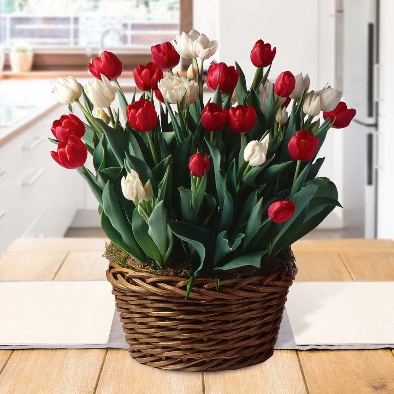 Warm Welcome Indoor Potted Bulb Garden - Simply Water and Flowers Open ...