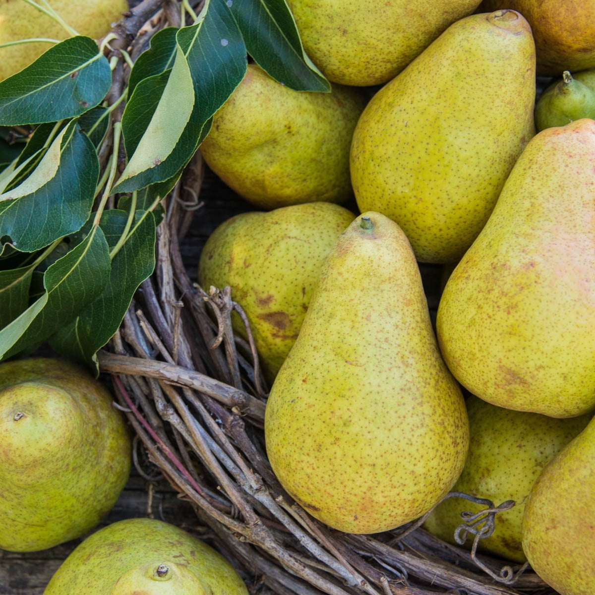 Warren Standard Pear Dormant Bare Root Starter Standard Starter Fruit ...
