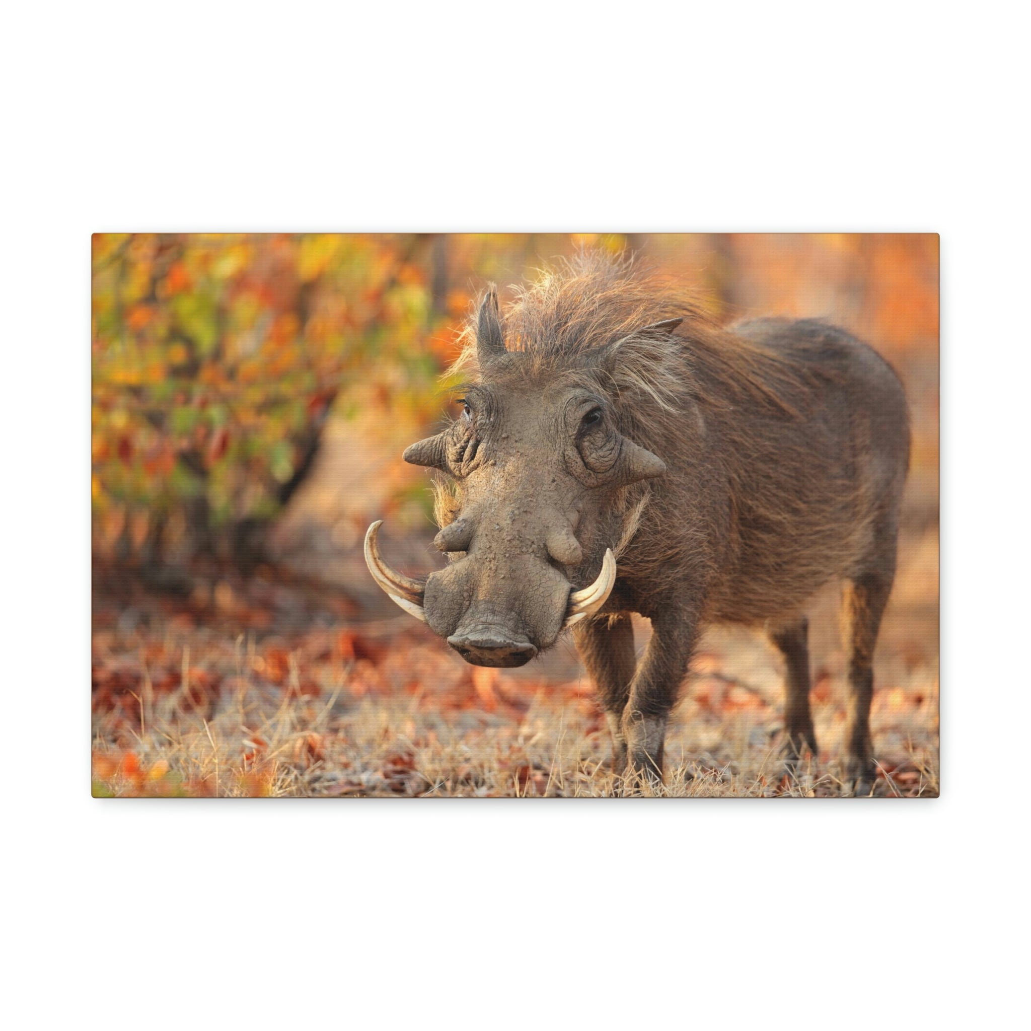 Warthog Hunting Warthog on Hunt Print Animal Wall Art Wildlife Canvas Prints Wall Art Ready to ...